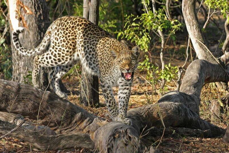 From Mirissa: Yala Day Trip with Free Entrance and Food - Key Points