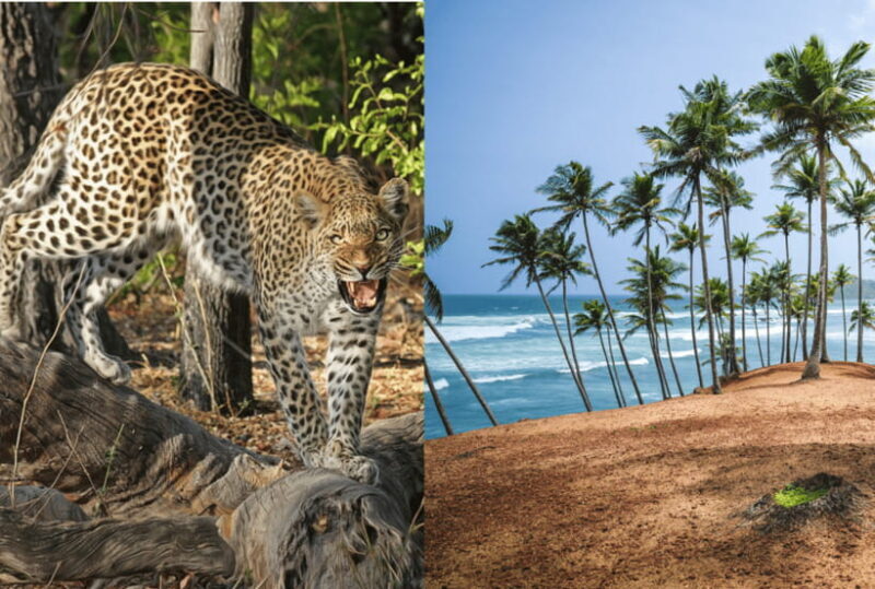 From Mirissa: Yala Day Trip with Free Entrance and Food - FAQ