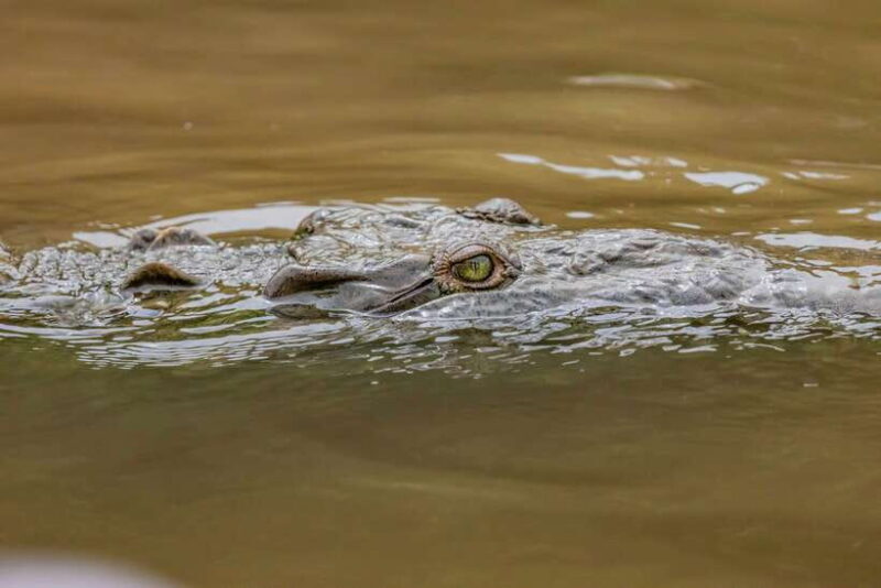 From Mirissa: Yala Day Trip with Free Entrance and Food - The Sum Up