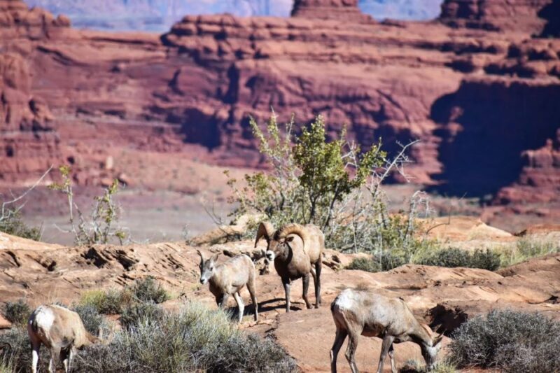 From Moab: Full-Day Canyonlands and Arches 4x4 Driving Tour - Who Will Love This Tour?