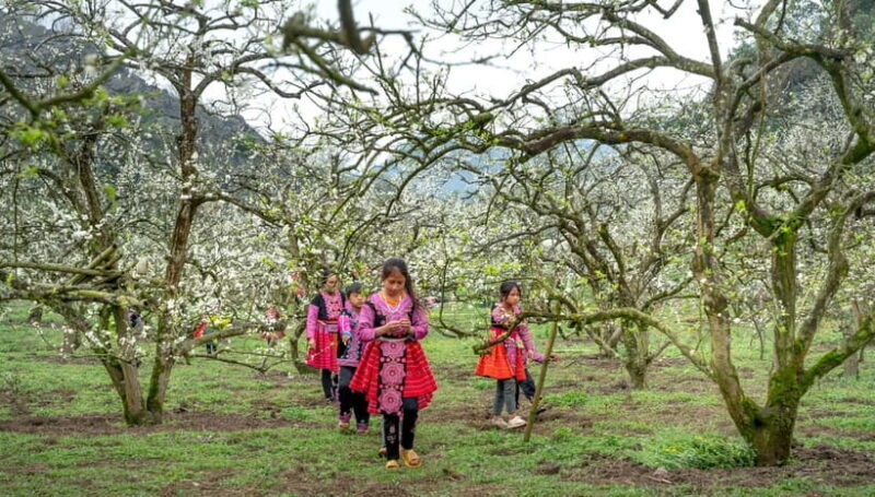 From Moc Chau: 3-Day Tea Farm and Waterfall Tour - A Comprehensive Look at the Moc Chau 3-Day Tour