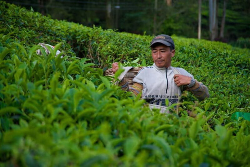 From Moc Chau: 3-Day Tea Farm and Waterfall Tour - Authenticity and Reviews from Others