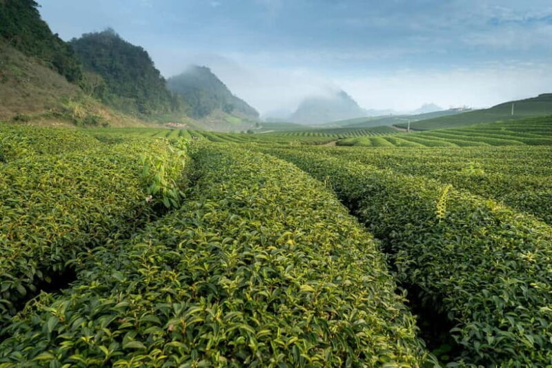 From Moc Chau: 3-Day Tea Farm and Waterfall Tour - Summary: Who Is This Tour For?