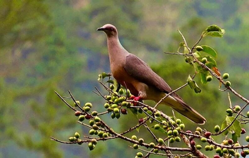 From Montego Bay/Falmouth: Coffee Farm Blue Mountain Hike - A Closer Look at the Coffee Farm Blue Mountain Hike