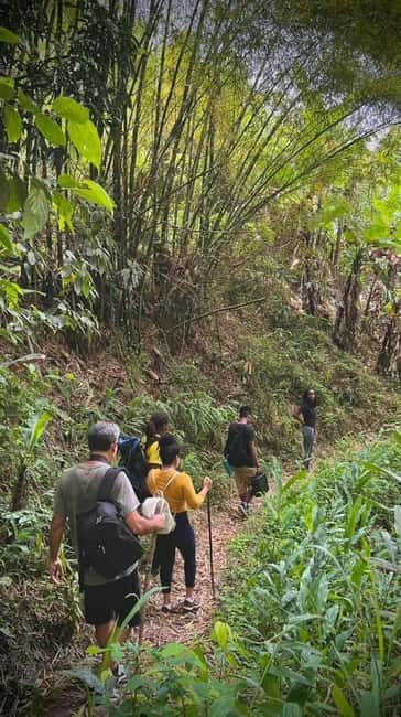 From Montego Bay/Falmouth: Coffee Farm Blue Mountain Hike - Similar Experiences