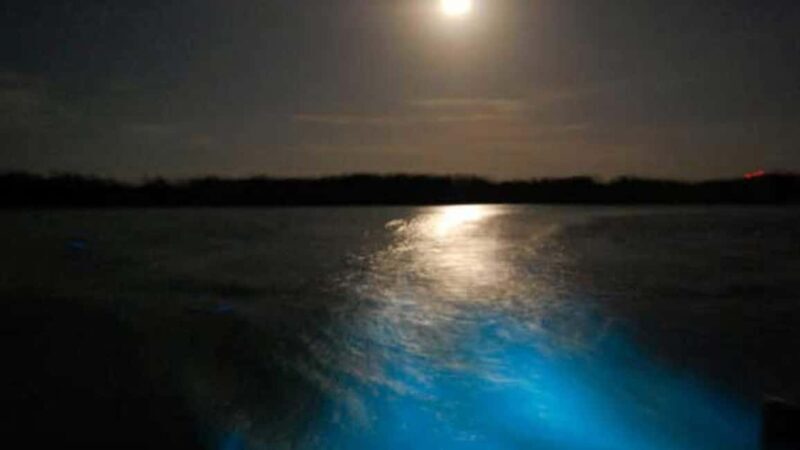 From Montego Bay: Luminous Lagoon Nighttime Boat Tour - What Travelers Say