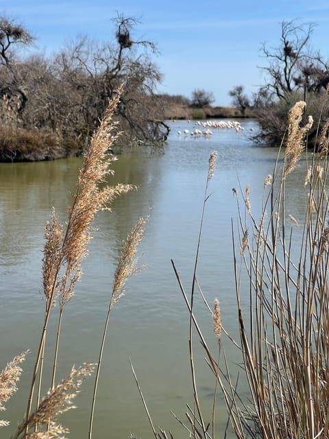 From Montpellier: Camargue and Salt Marshes Guided Tour - The Sum Up