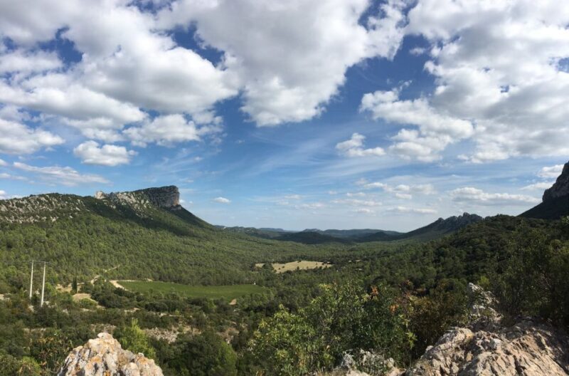 From Montpellier: Half-Day Vineyard & Pic Saint-Loup Tour - Who Will Enjoy This Tour?