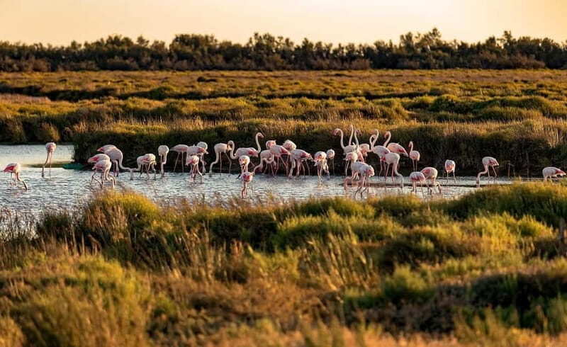 From Montpellier: Visit of Camargue and Aigues-Mortes - The Experience: A Step-by-Step Breakdown