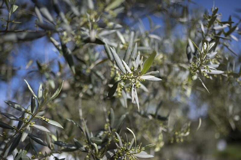 From Montpellier: Wine and Olive Tour - An Overview of the Experience
