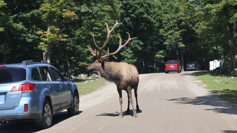 From Montreal: Omega Park Wildlife Safari Calling Sounds - From Montreal: Omega Park Wildlife Safari Calling Sounds — A Balanced Look at an Authentic Canadian Wildlife Experience