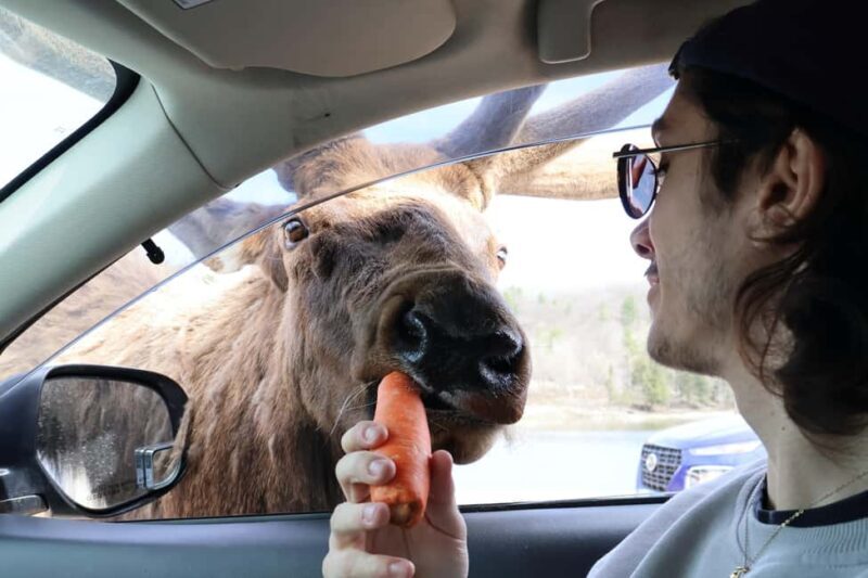 From Montreal: Omega Park Wildlife Safari Calling Sounds - The Sum Up: Who Will Love This Safari?