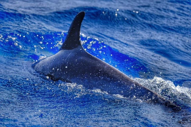 From Morro Jable: Dolphin and Whale Watching and Snorkelling - What Makes This Tour Stand Out?