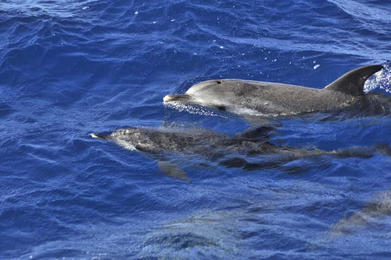 From Morro Jable: Dolphin and Whale Watching and Snorkelling - The Itinerary: From Pickup to Return