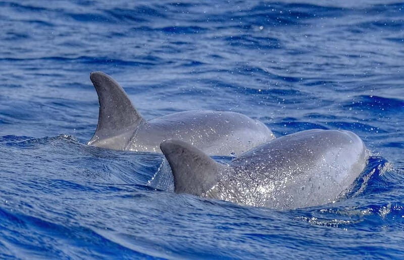 From Morro Jable: Dolphin and Whale Watching and Snorkelling - The Speedboat & Snorkeling Experience