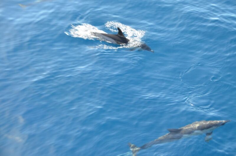 From Morro Jable: Dolphin and Whale Watching and Snorkelling - Pricing & Value