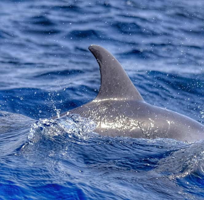 From Morro Jable: Dolphin and Whale Watching and Snorkelling - Who is This Tour Best For?