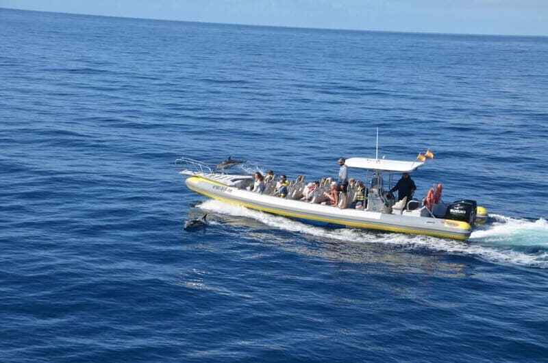 From Morro Jable: Dolphin and Whale Watching and Snorkelling - Final Thoughts
