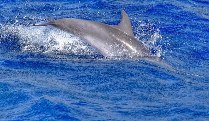 From Morro Jable: Dolphin and Whale Watching and Snorkelling - FAQ