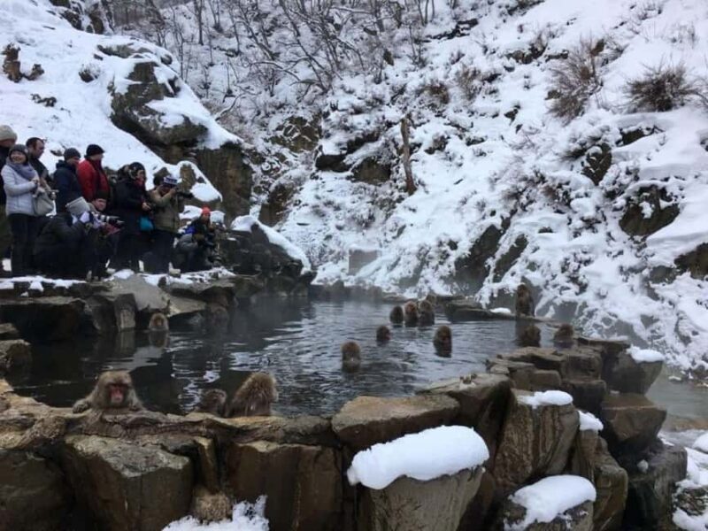 From Myoko Kogen: Snow Monkey Park and Zenkoji Temple Tour - Final Thoughts