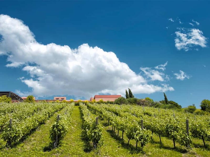 From Nafplio: Nemea, Wine Tasting Tour with Local Flavours - The Wines and Food: A Sensory Journey