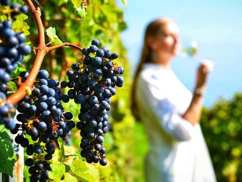 From Nafplio: Nemea, Wine Tasting Tour with Local Flavours - FAQ