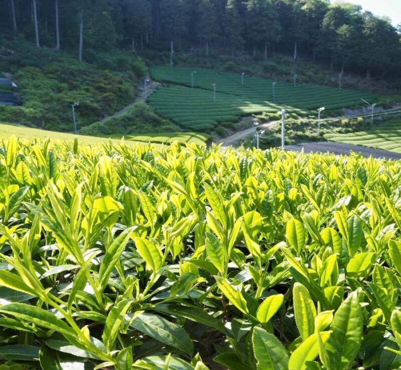 From Nagano: Mount Fuji Private Full-Day Customized Tour - Who Should Consider This Tour?