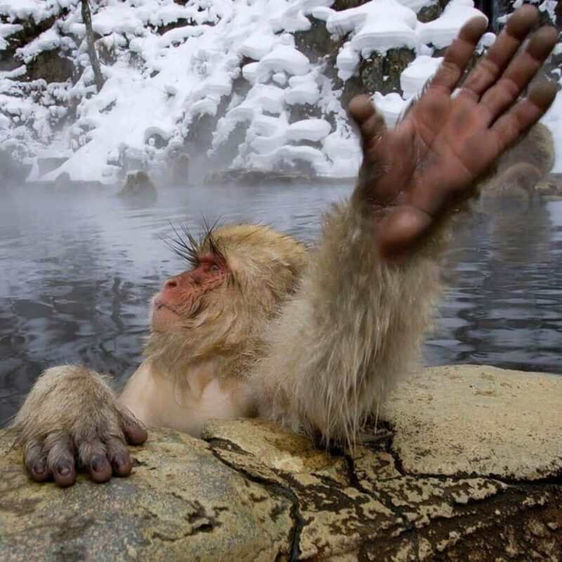 From Nagano & Tokyo: Snow Monkey Park Customise Private Tour - The Value and Practicalities