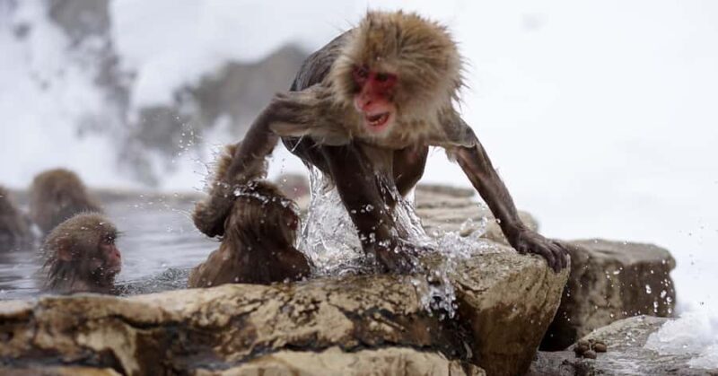 From Nagano & Tokyo: Snow Monkey Private Day Tour Customise - Key Points