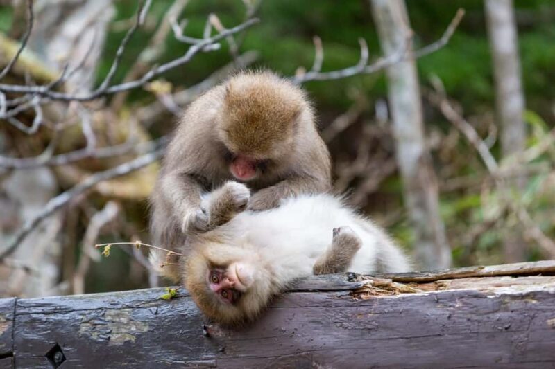 From Nagoya: Kamikochi Guided Hike in the Japanese Alps - The Sum Up