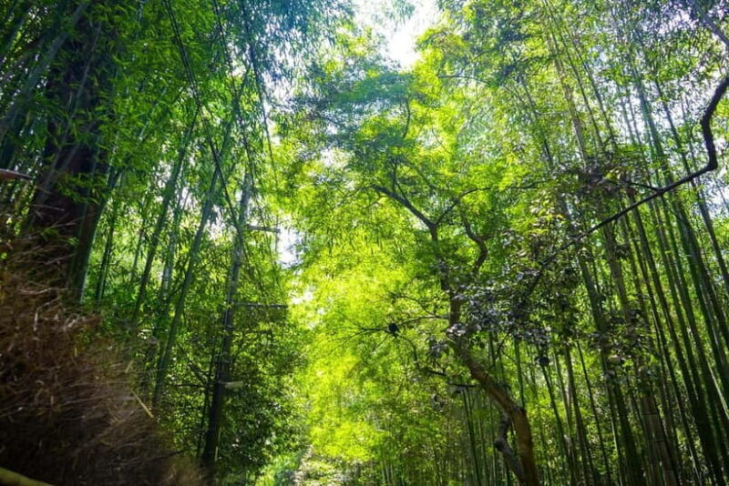 From Nagoya: Kyoto Day Tour with Kobe Beef Shabu-Shabu Lunch - Who Should Consider This Tour?