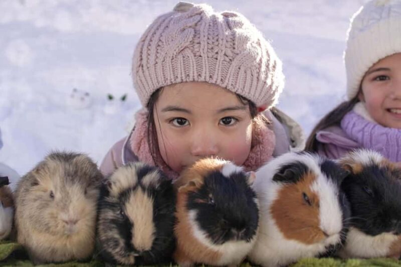 From Nagoya: Snow Day in the Japan Alps & Shirakawago - Who Should Consider This Tour?