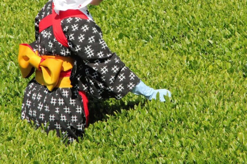 From Nagoya: Wagashi Workshop & Matcha Tea Field Tour - Final Thoughts