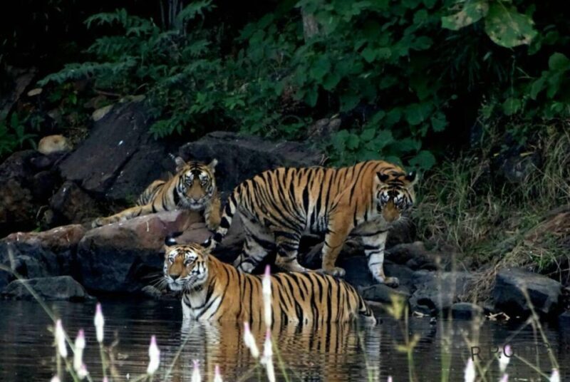From Nagpur: Pench Wildlife Private Tour with Accommodation - An In-Depth Look at the Pench Wildlife Tour