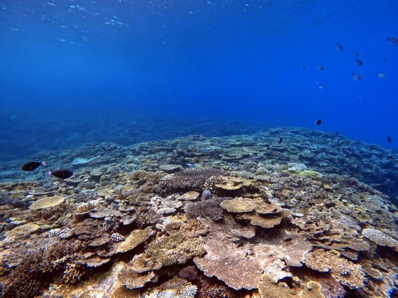 From Naha Scuba Diving Trip in Kerama(for certified divers) - Exploring the Details: What Sets This Tour Apart