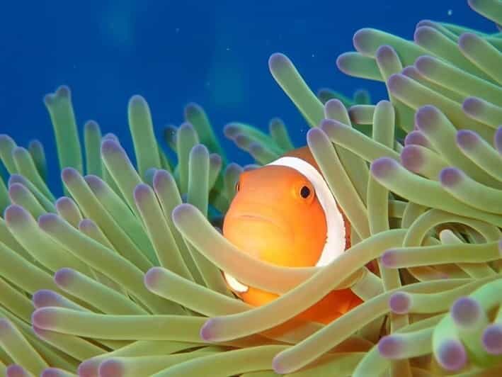 From Naha Scuba Diving Trip in Kerama(for certified divers) - Who Should Consider This Tour?