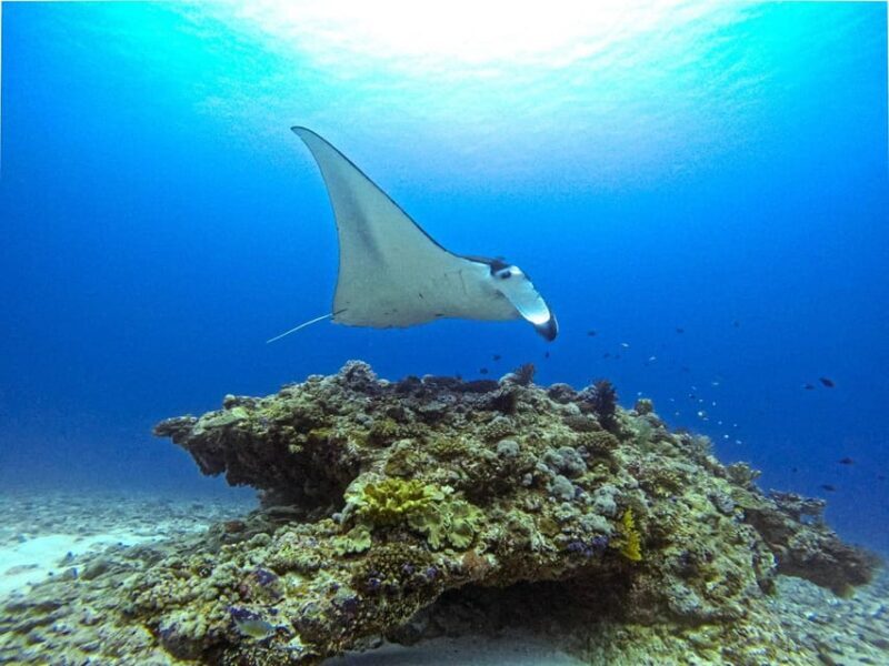 From Naha Scuba Diving Trip in Kerama(for certified divers) - Final Thoughts
