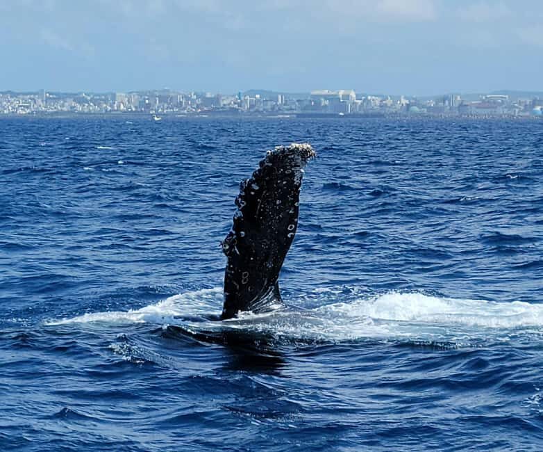 From Naha Whale Watching (Naha city Pickup) English guide - Key Points