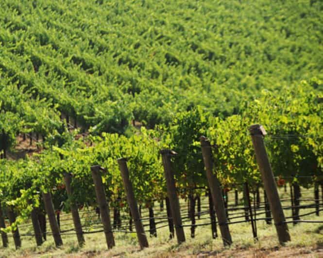 From Napa: Santa Rosa Wine Tasting Tour - The Comfort and Convenience of the Tour