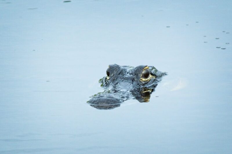 From Naples: 10,000 Islands Boat Trip & Everglades Walk! - Who Will Love This Tour?