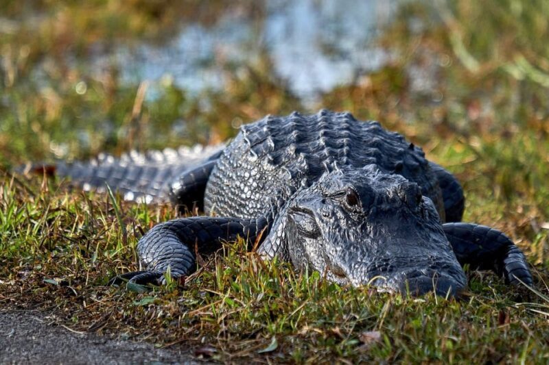 From Naples: 10,000 Islands Boat Trip & Everglades Walk! - Introduction: Why This Tour Might Be Your Perfect Florida Adventure
