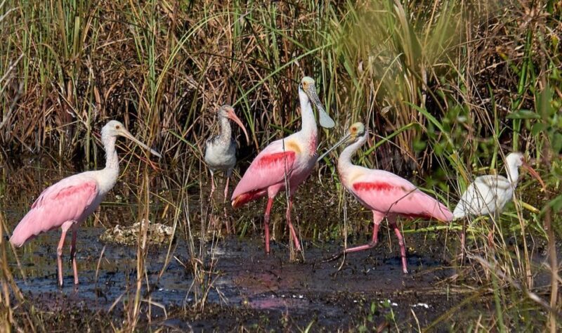 From Naples: 10,000 Islands Boat Trip & Everglades Walk! - Who Will Love This Tour?