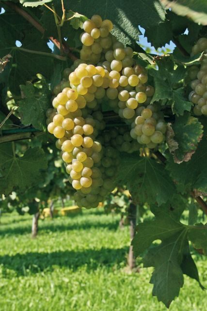 From Naples: Irpinia Wine Tour with 6 Tastings - An In-Depth Look at the Irpinia Wine Tour