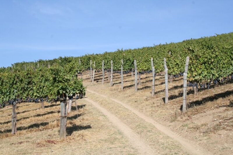 From Naples: Irpinia Wine Tour with 6 Tastings - Why This Tour Works for Travelers