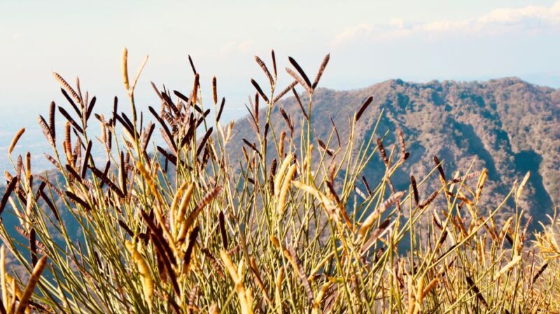 From Naples: Pompeii and Vesuvius Guided Day Trip with Lunch - Key Points