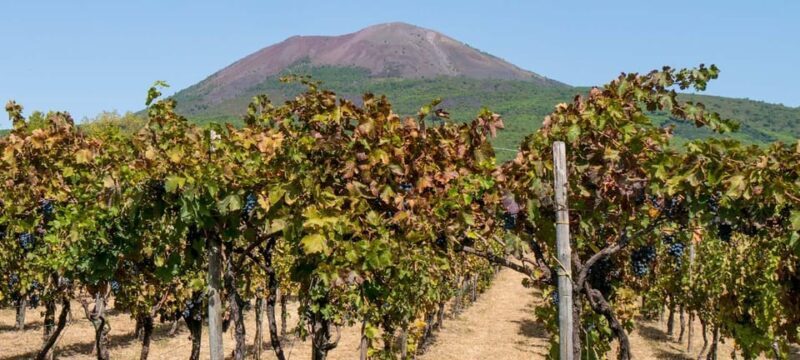From Naples: Pompeii and Vesuvius Winery Private Tour - Who Would Enjoy This Tour Most?
