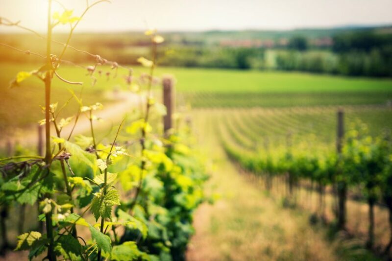 From Naples: Pompeii and Wine Tasting Tour with Lunch - Key Points