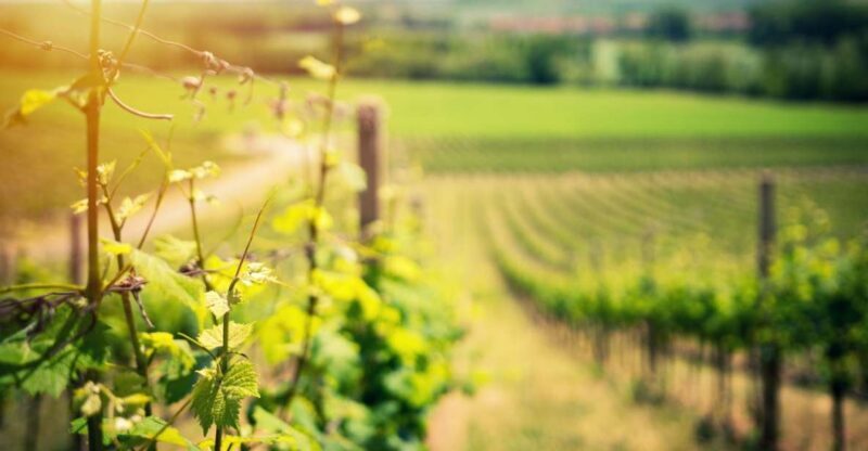 From Naples: Pompeii and Wine Tasting Tour with Lunch - The Experience Through the Eyes of Travelers