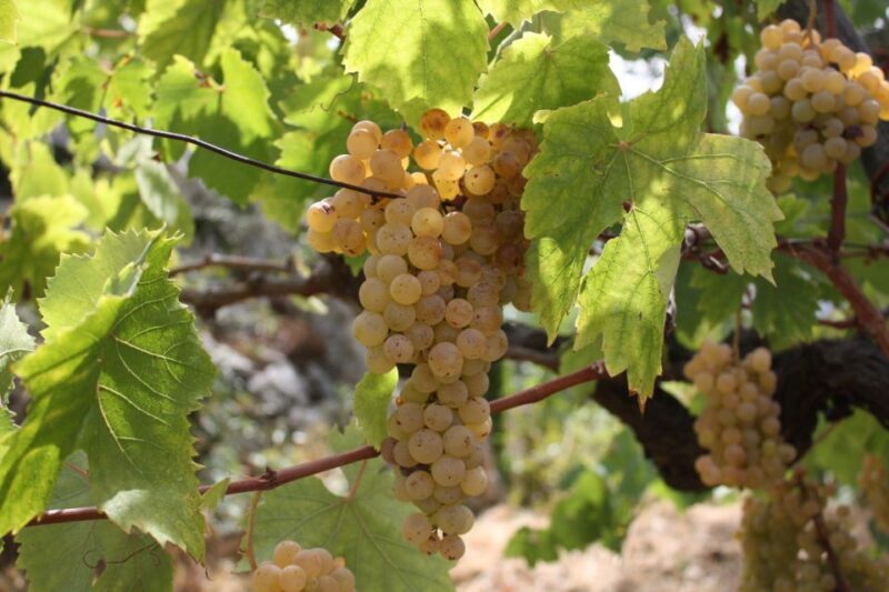 From Naples: Pompeii and Wine Tasting Tour with Lunch - FAQs