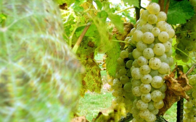 From Naples: Pompeii, Vesuvius, Wine Tasting & Light Lunch - Wine Tasting: From Roman Traditions to Modern Vines